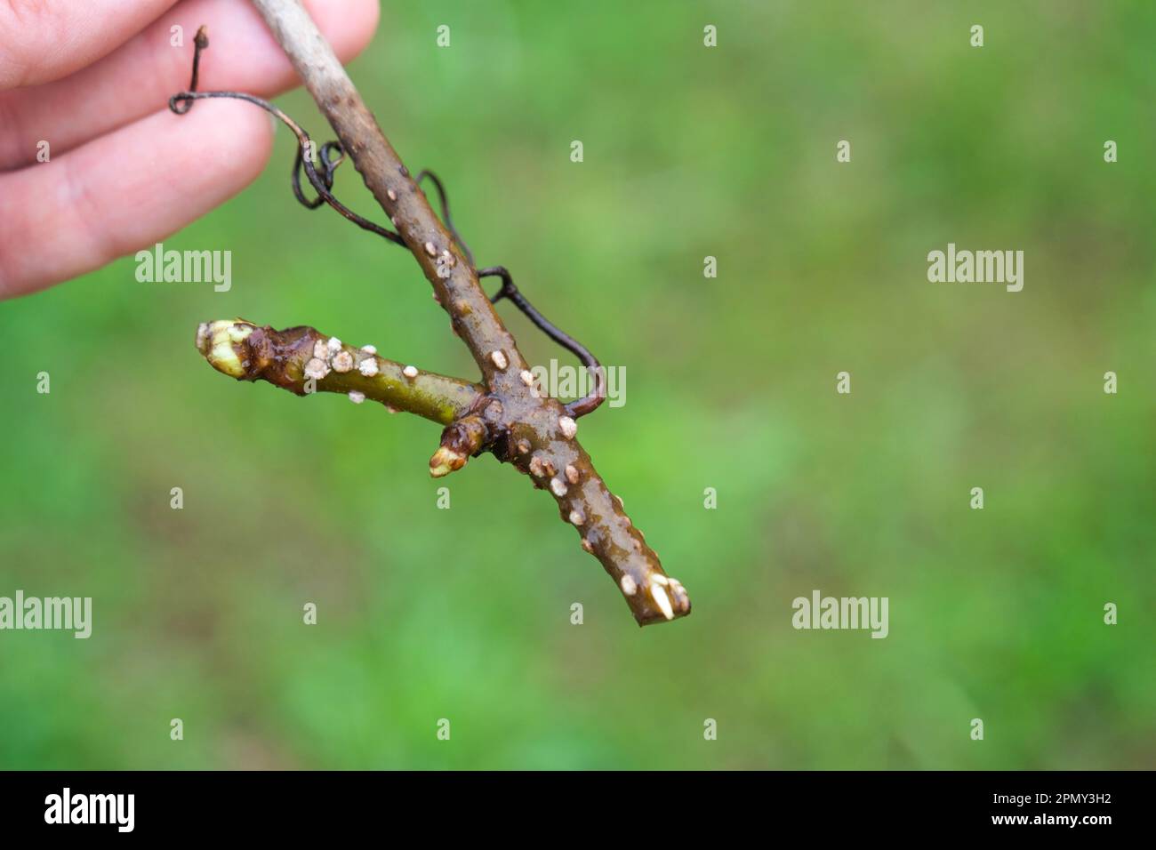The stem of a branch with germinating rudiments of roots close-up ...