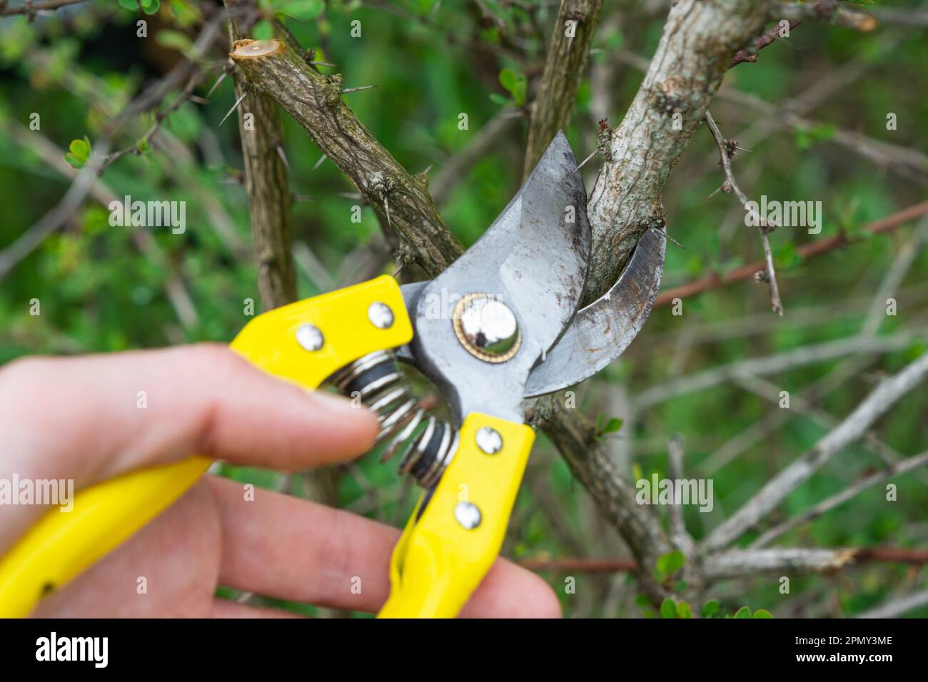 Pruning branches of the barberry bush with pruner shears in spring. The ...