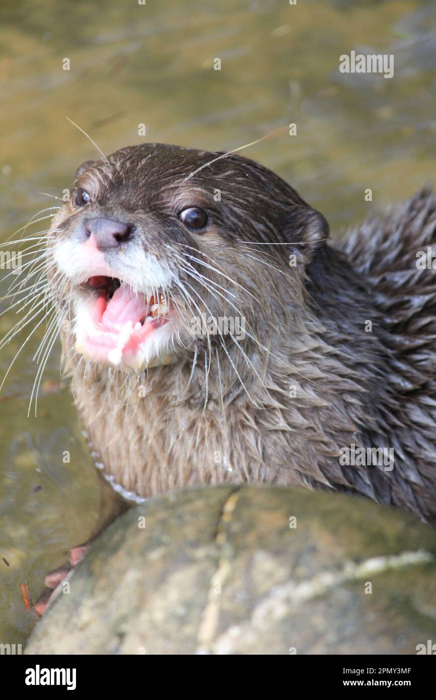 Otter shaped head hi-res stock photography and images - Alamy