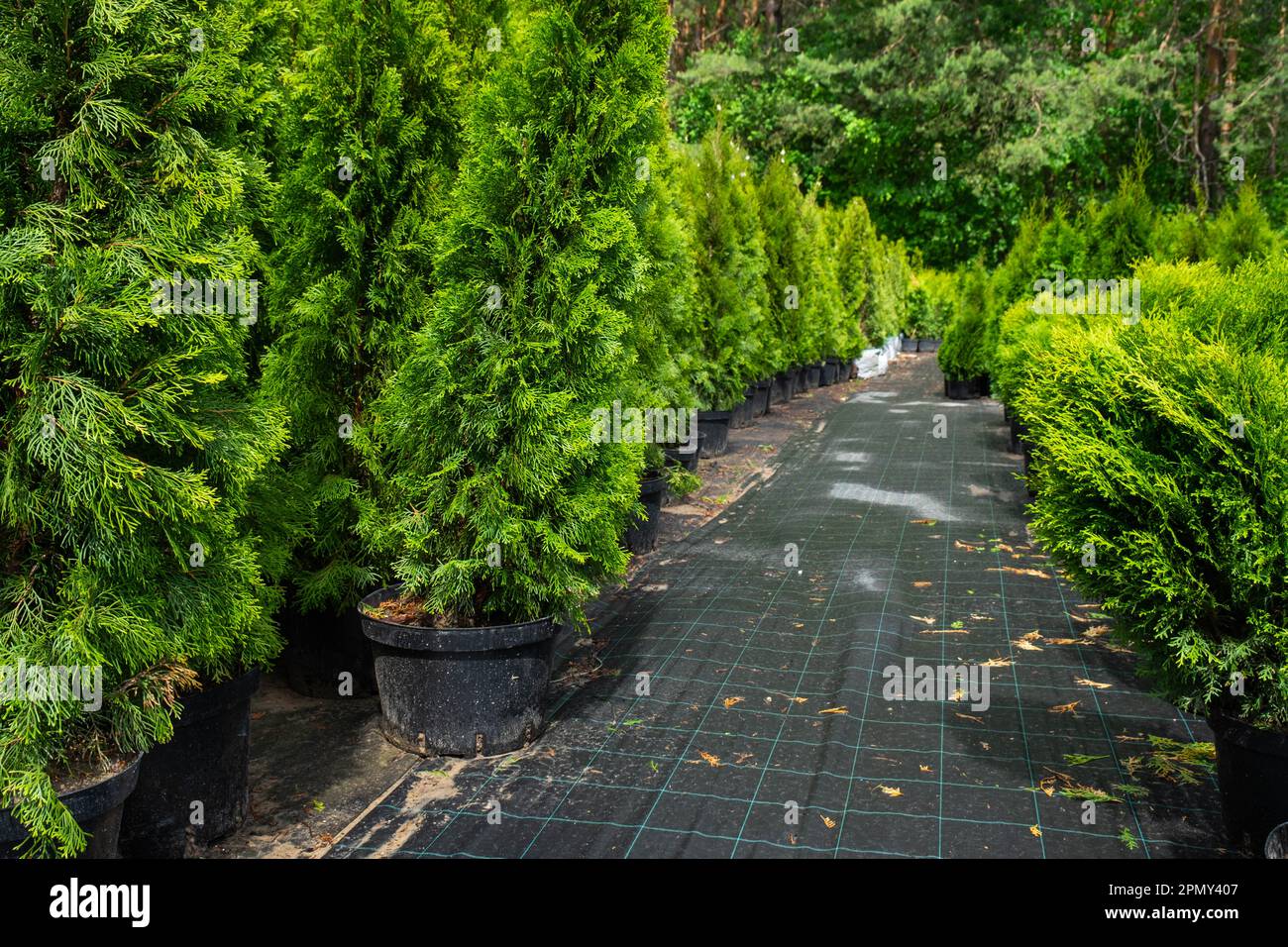 Nursery of coniferous plants in pots with a closed root for planting on ...