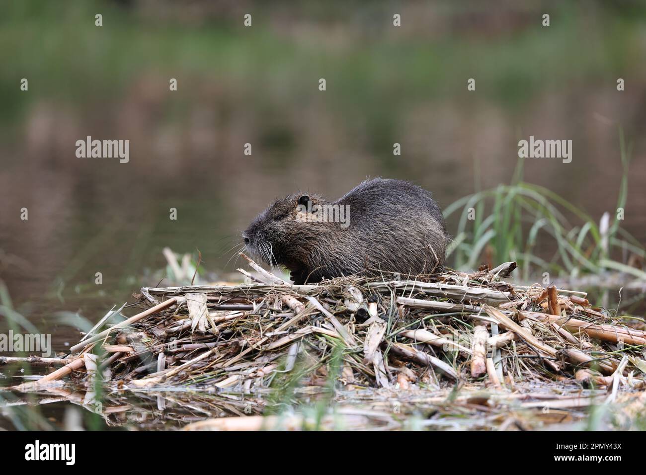 nutria in its natural habitat in a marshland Stock Photo - Alamy