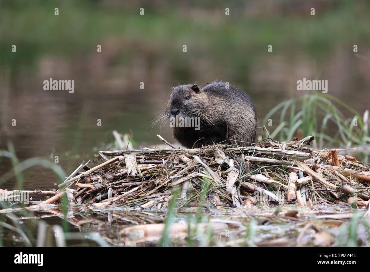 nutria in its natural habitat in a marshland Stock Photo - Alamy