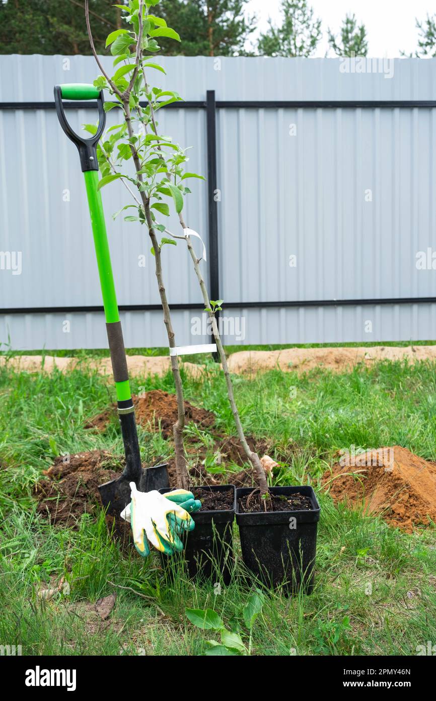 An apple tree seedling in the garden is prepared for planting in the ...