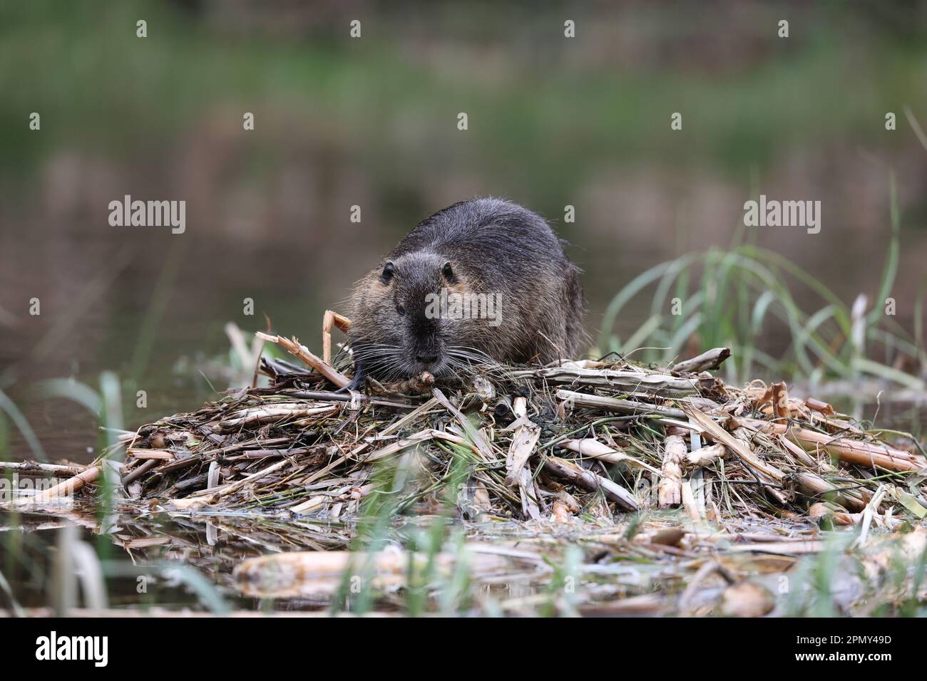 nutria in its natural habitat in a marshland Stock Photo - Alamy