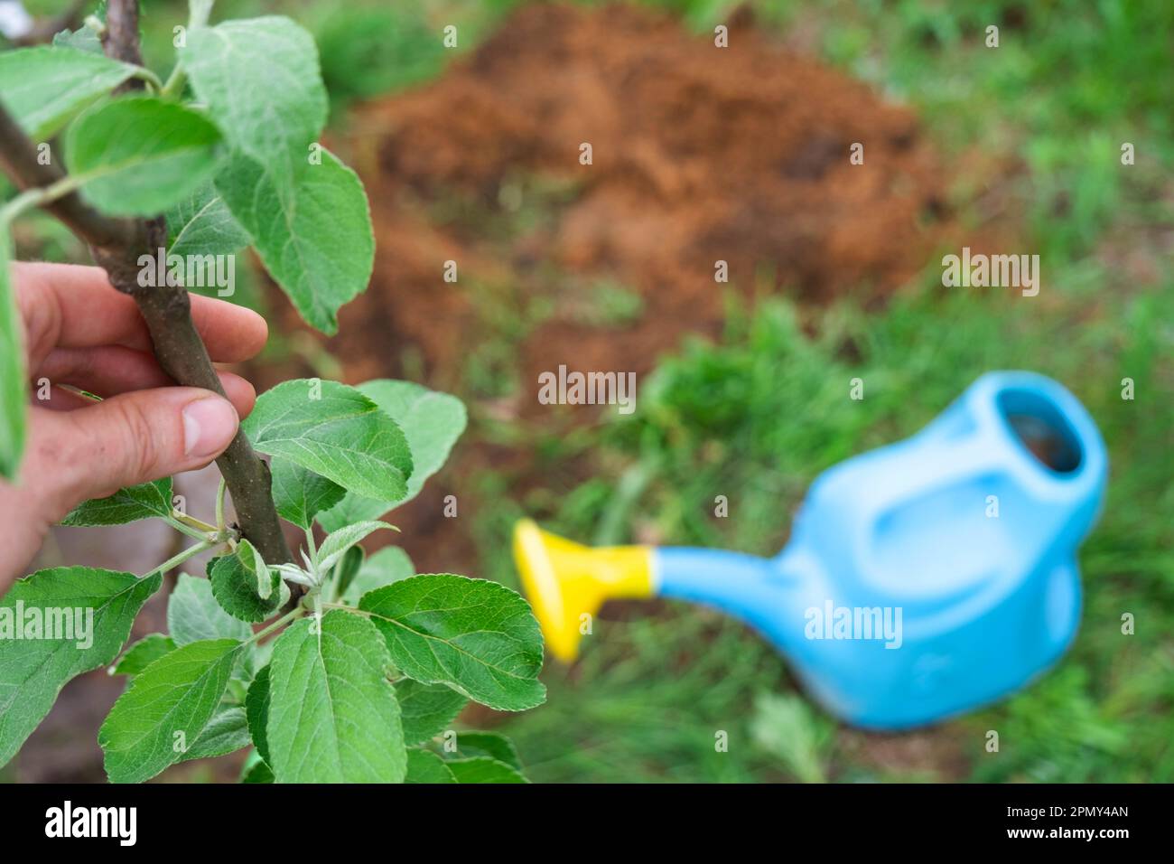 An apple tree seedling in the garden is prepared for planting in the ...