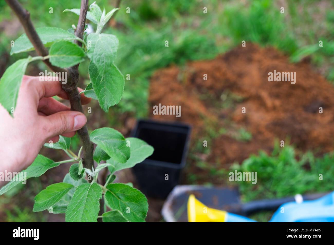 An apple tree seedling in the garden is prepared for planting in the ...