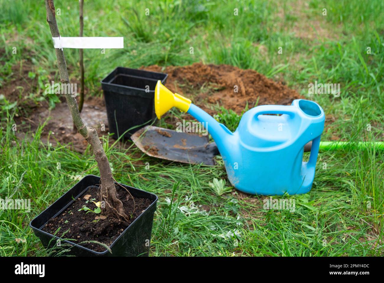 Small apple tree in pot hi-res stock photography and images - Alamy