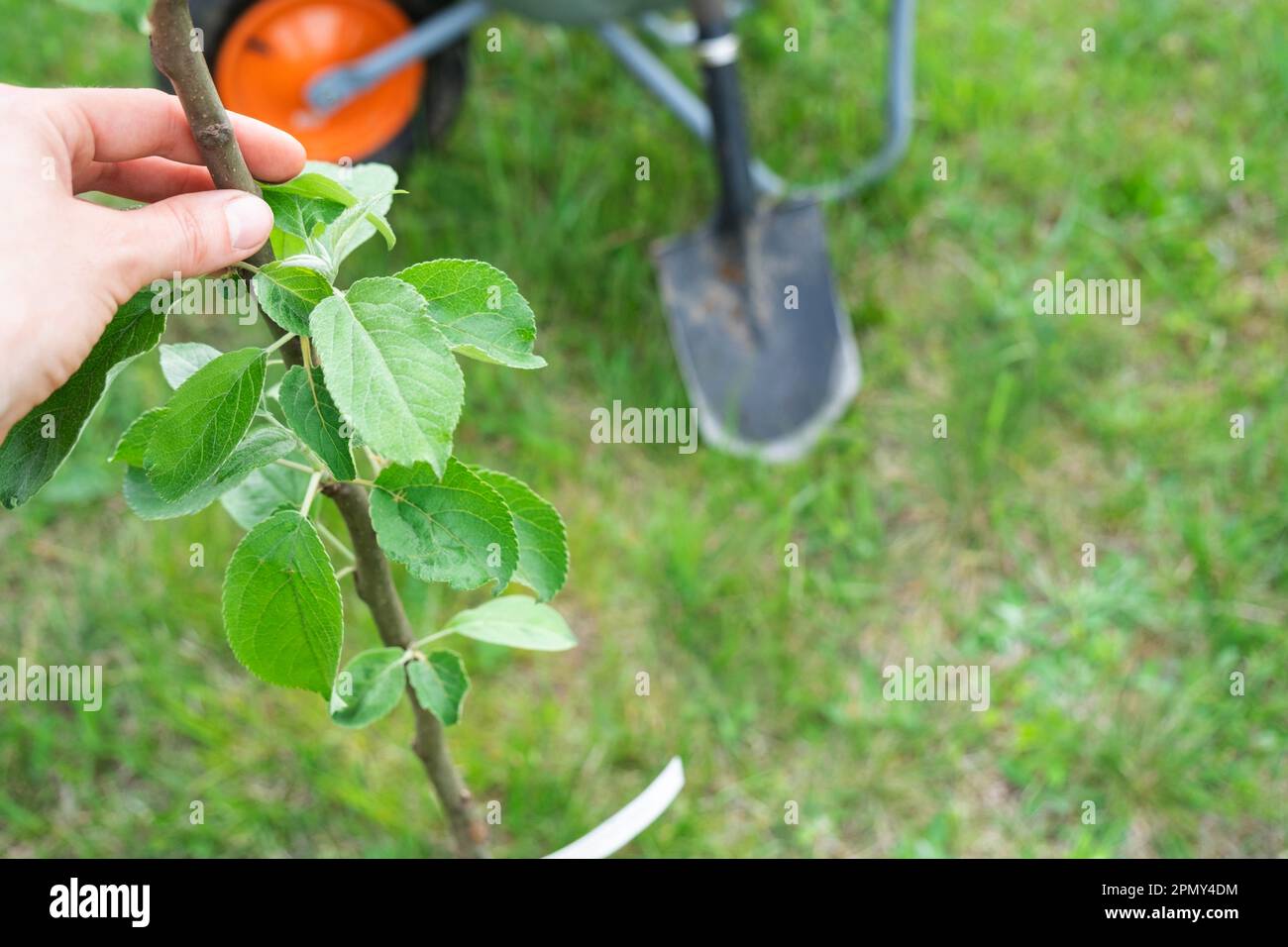 An apple tree seedling in the garden is prepared for planting in the ...