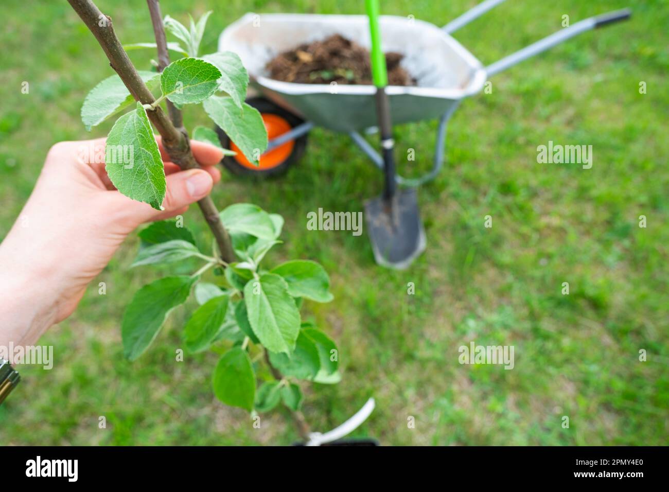 An apple tree seedling in the garden is prepared for planting in the ...