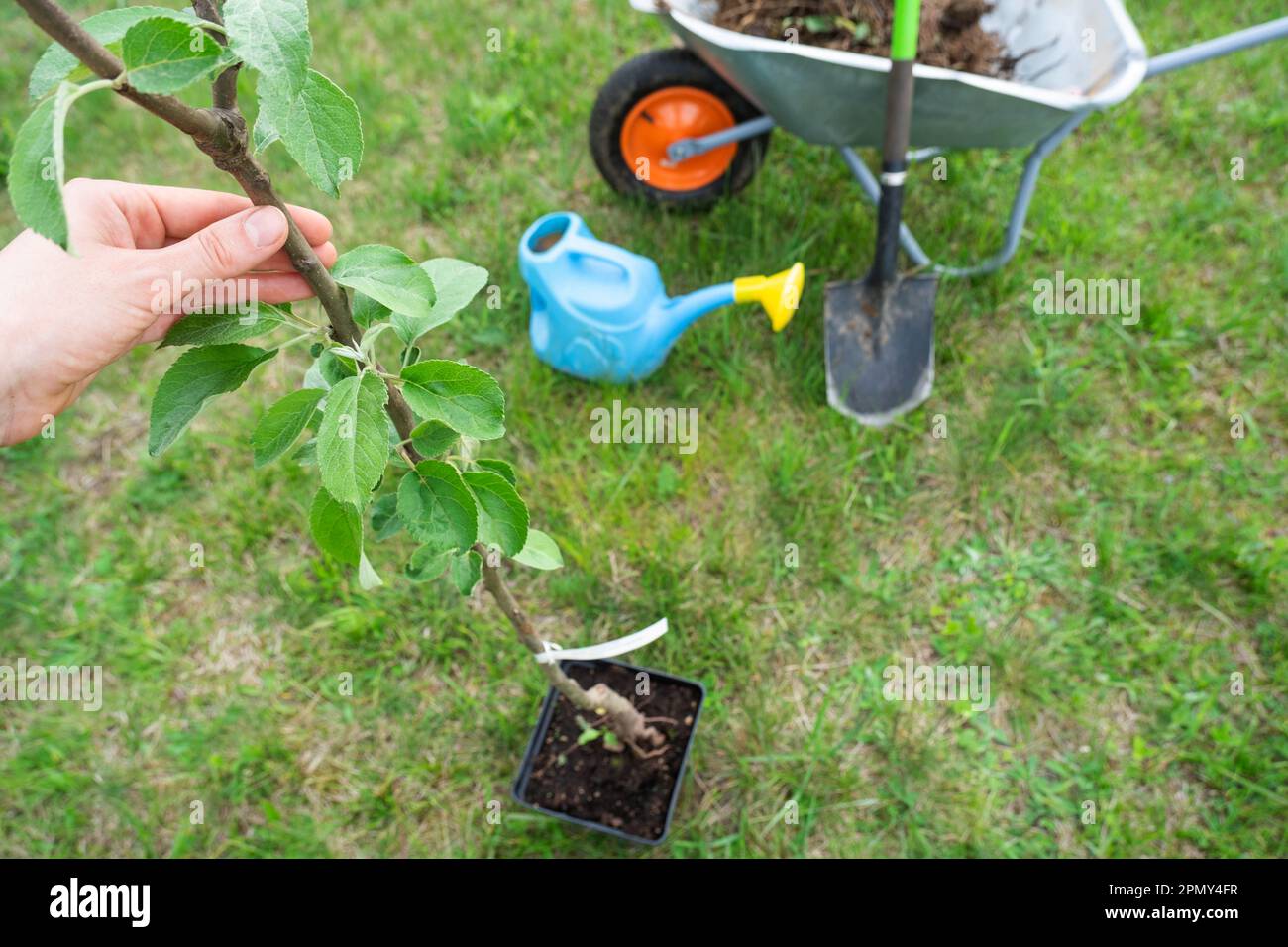 An apple tree seedling in the garden is prepared for planting in the ...