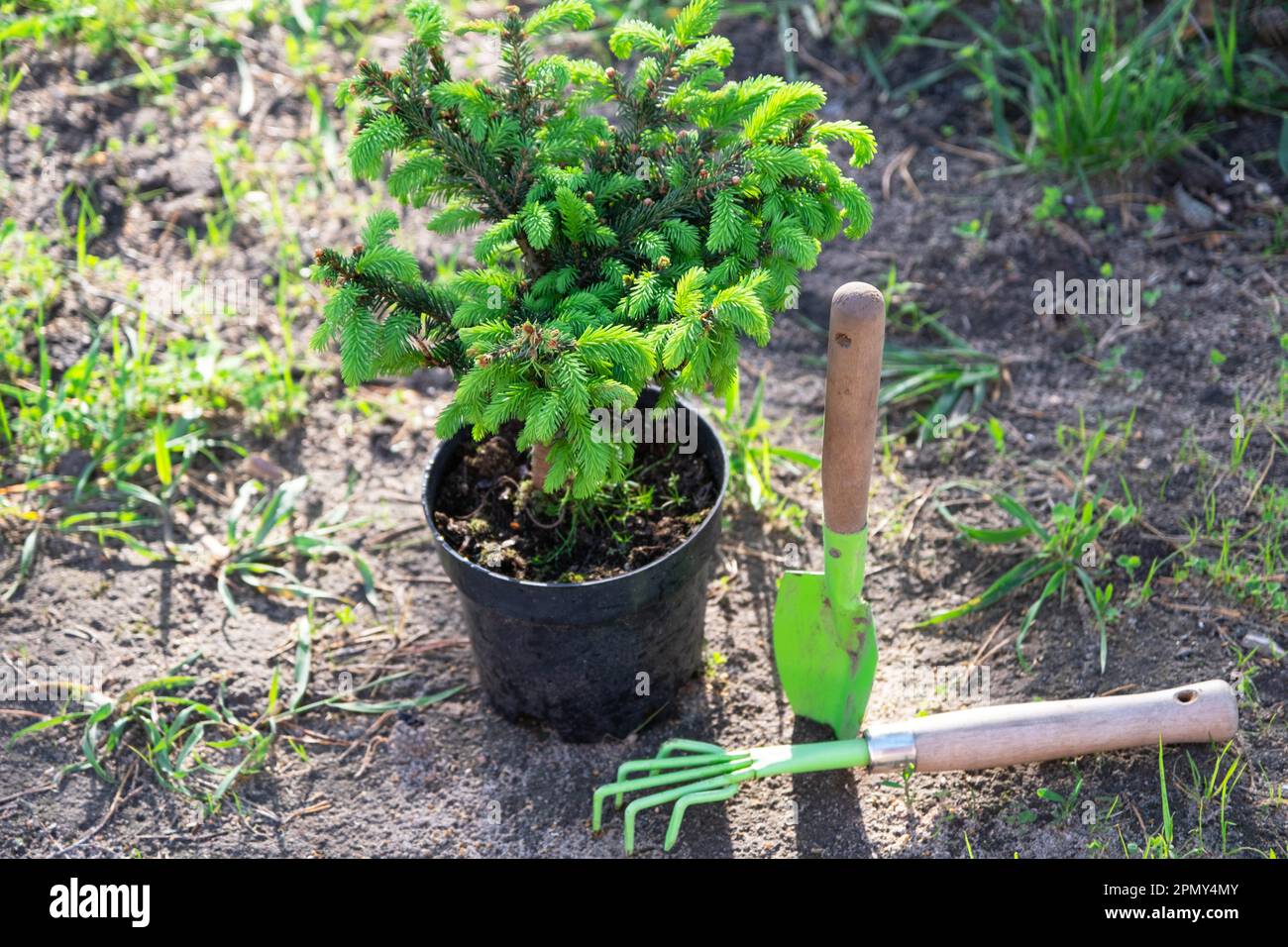 Coniferous plants in pots with a closed root for planting on your ...