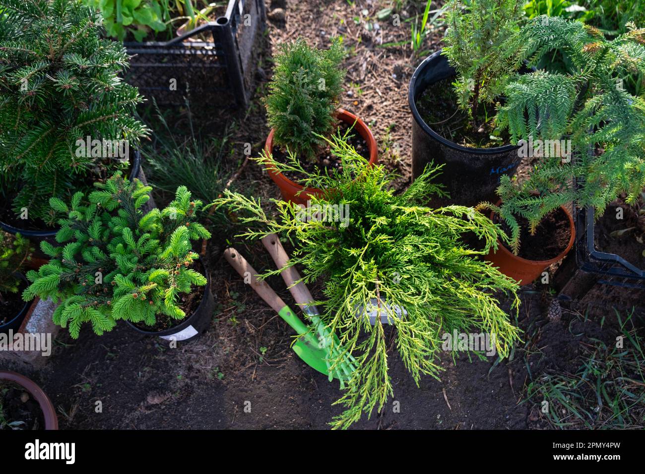 Coniferous plants in pots with a closed root for planting on your ...