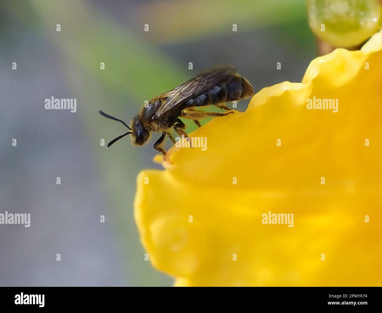 Macro of honey bee (Apis) seen from profile on yellow petal flower ...