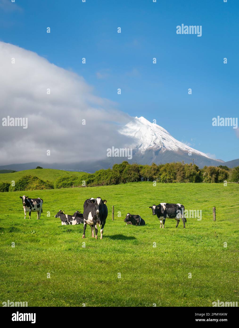 Cows grazing on the green meadow with Mt Taranaki in the background ...