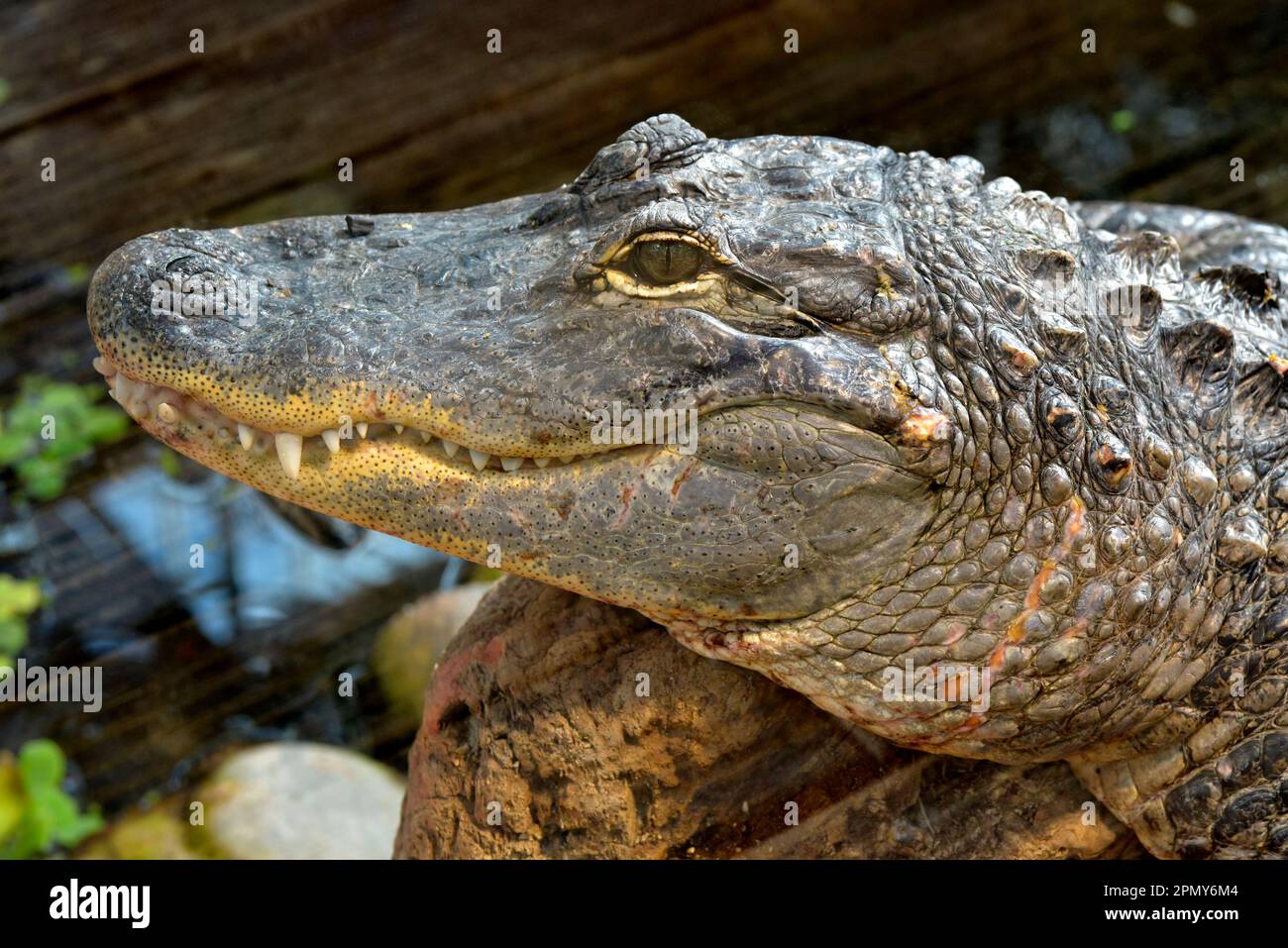 Closeup of a American alligator (Alligator mississippiensis) showing ...