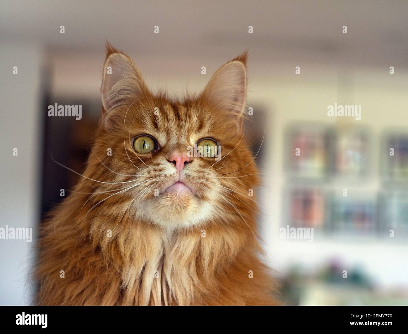 Maine Coon domestic cat portrait Stock Photo - Alamy