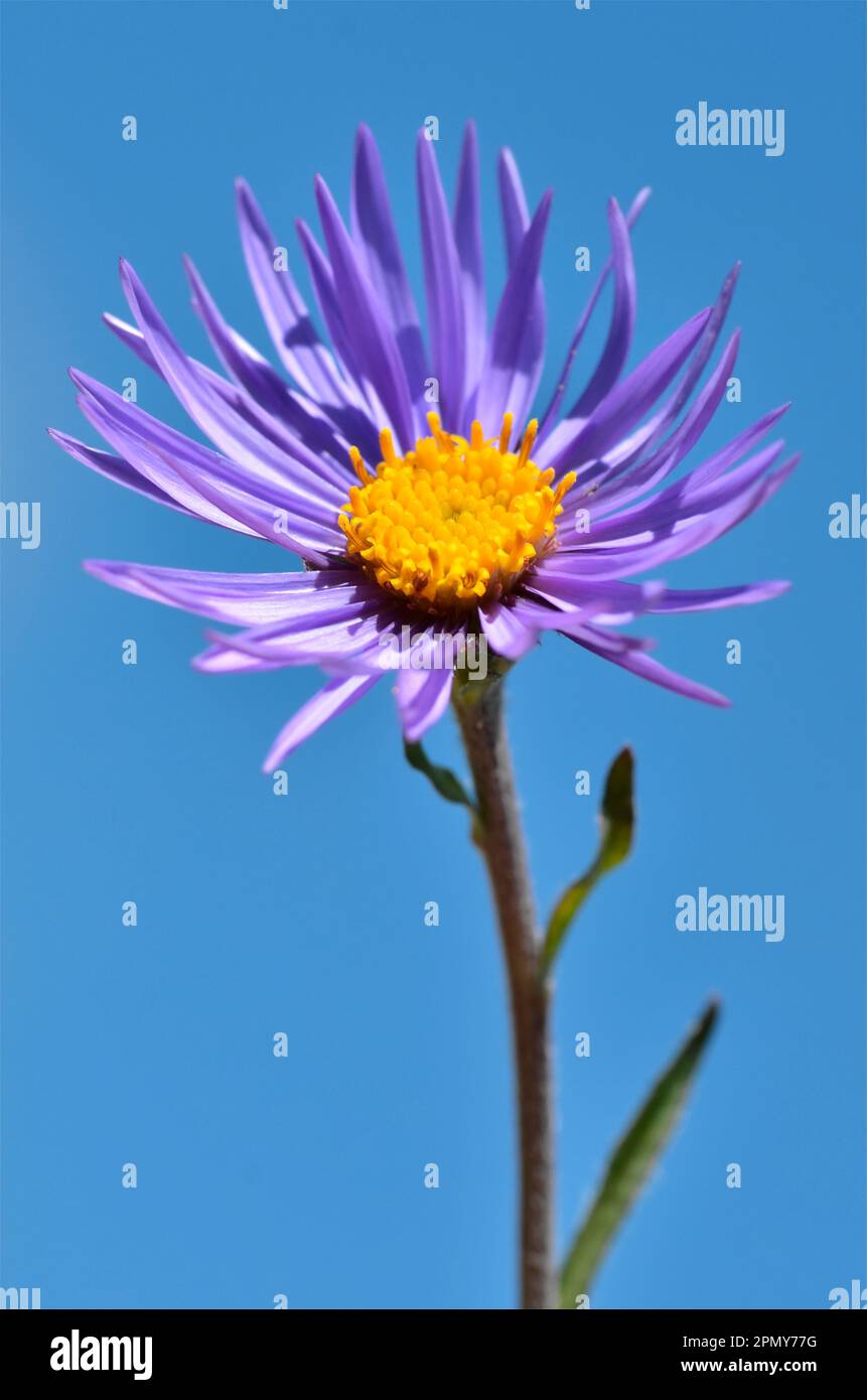 Blue aster daisy or alpine aster (Aster alpinus) on blue sky backround ...