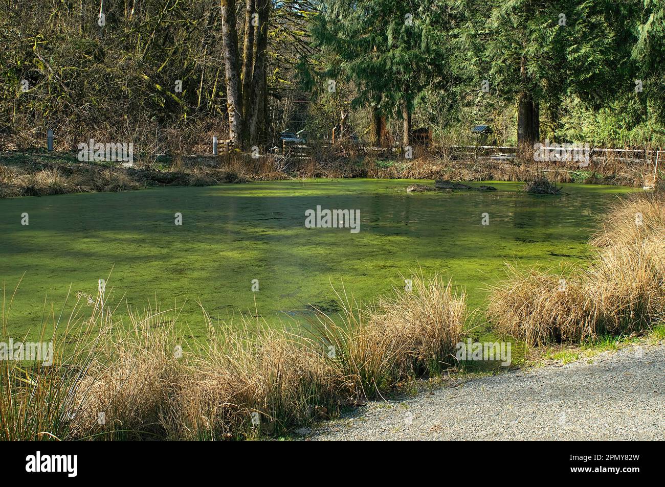 A sun-dappled pond covered in algae with dried ornamental grasses ...