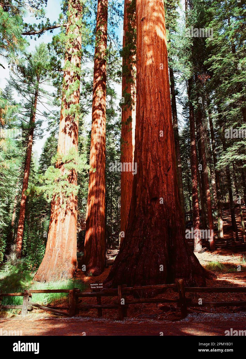 Giant Sequoias redwood trees in Yosemite California Stock Photo - Alamy
