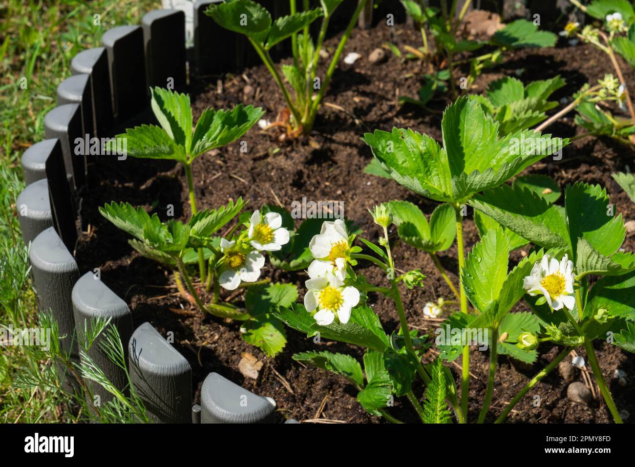 Flowering of strawberry sprouts on a round bed in your garden. Eco ...