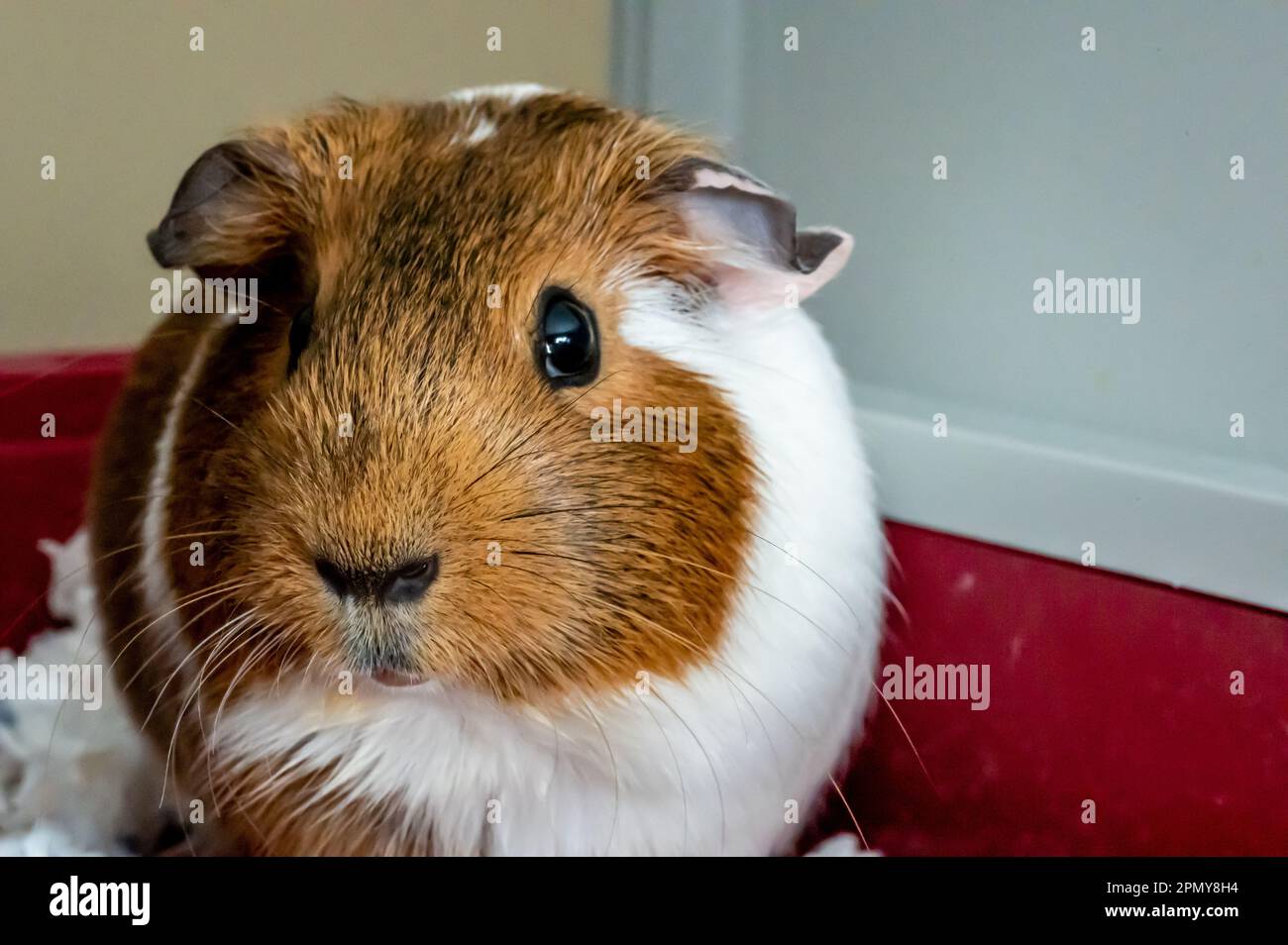 Guinea pig with inquisitive expression looking at the camera Stock ...