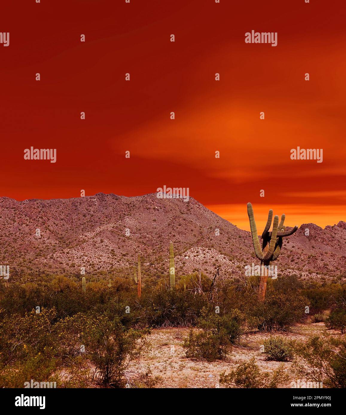 Sunset Sonora desert in central Arizona USA Stock Photo - Alamy
