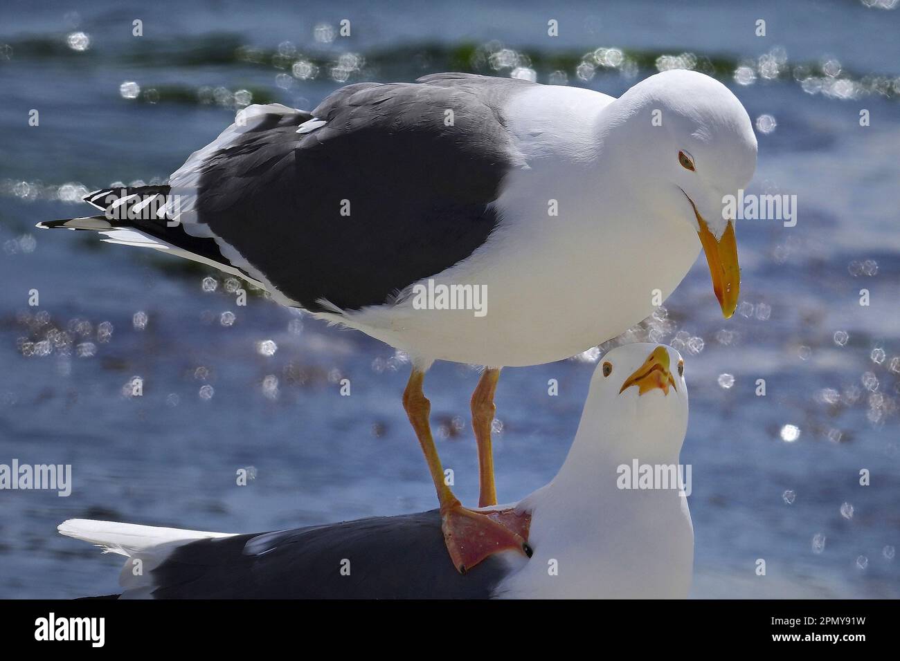 Pacific Grove, California, USA. 15th Apr, 2023. Seagulls perform mating ...
