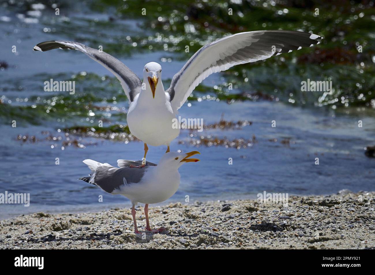 Pacific Grove, California, USA. 15th Apr, 2023. Seagulls perform mating ...