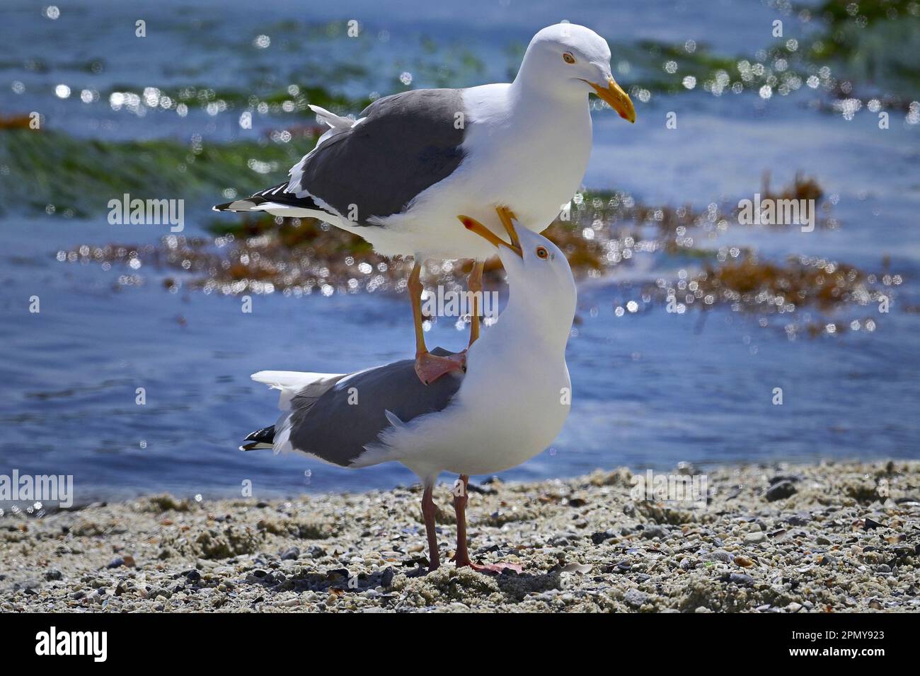 Pacific Grove, California, USA. 15th Apr, 2023. Seagulls perform mating ...