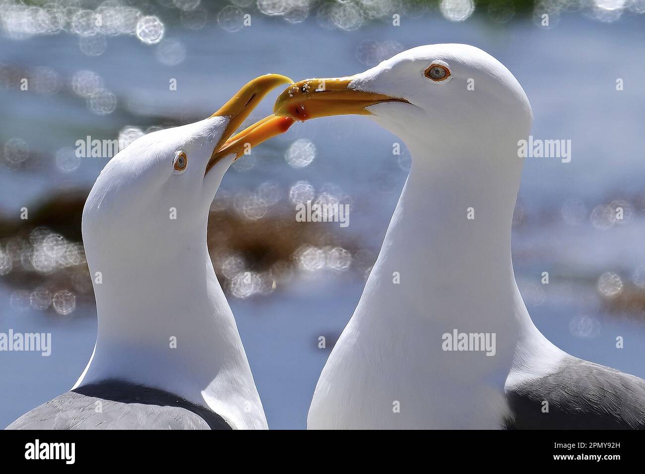 Pacific Grove, California, USA. 15th Apr, 2023. Seagulls perform mating ...