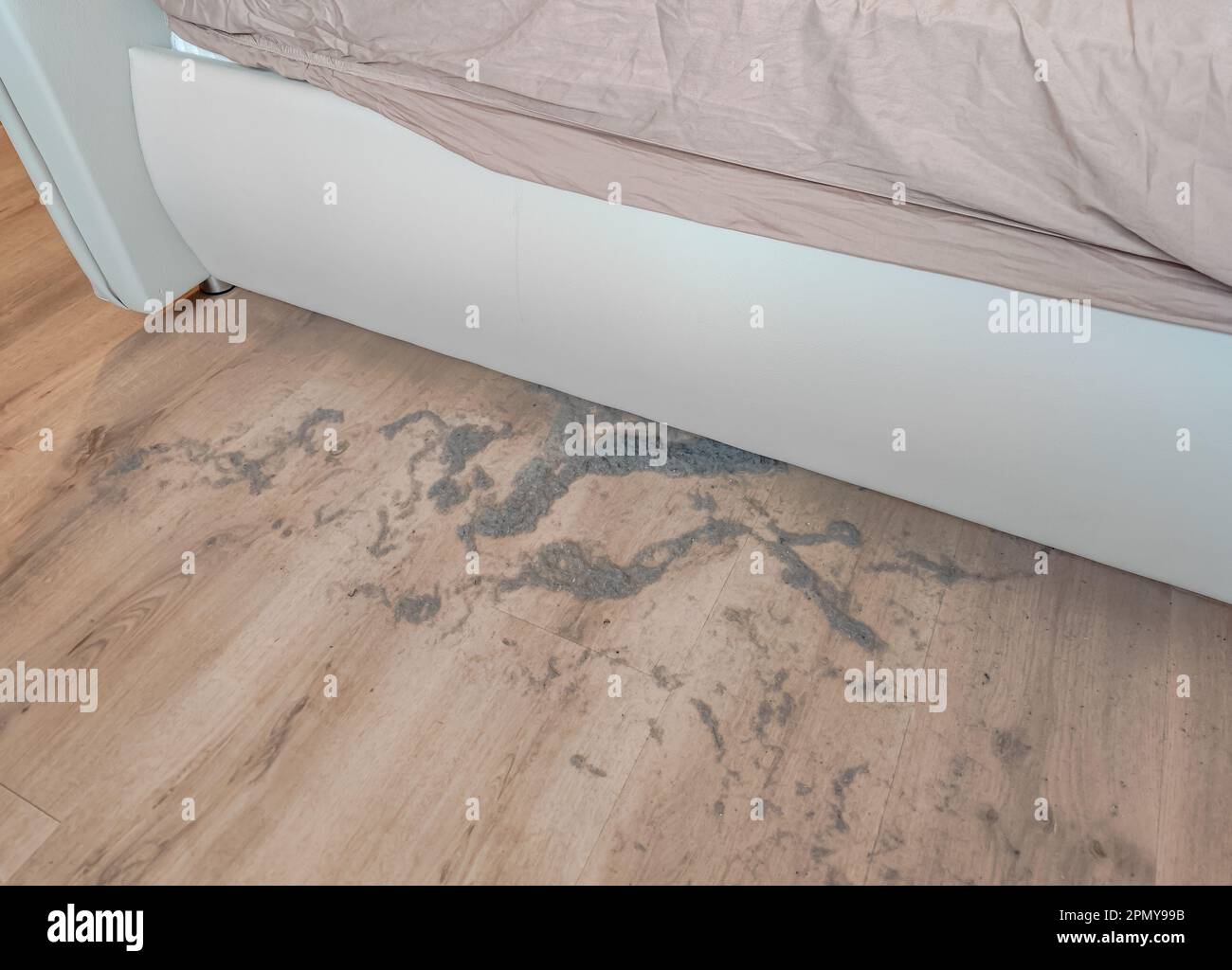 Dust and dirt on a wooden floor under the bed. Untidiness and lack of ...