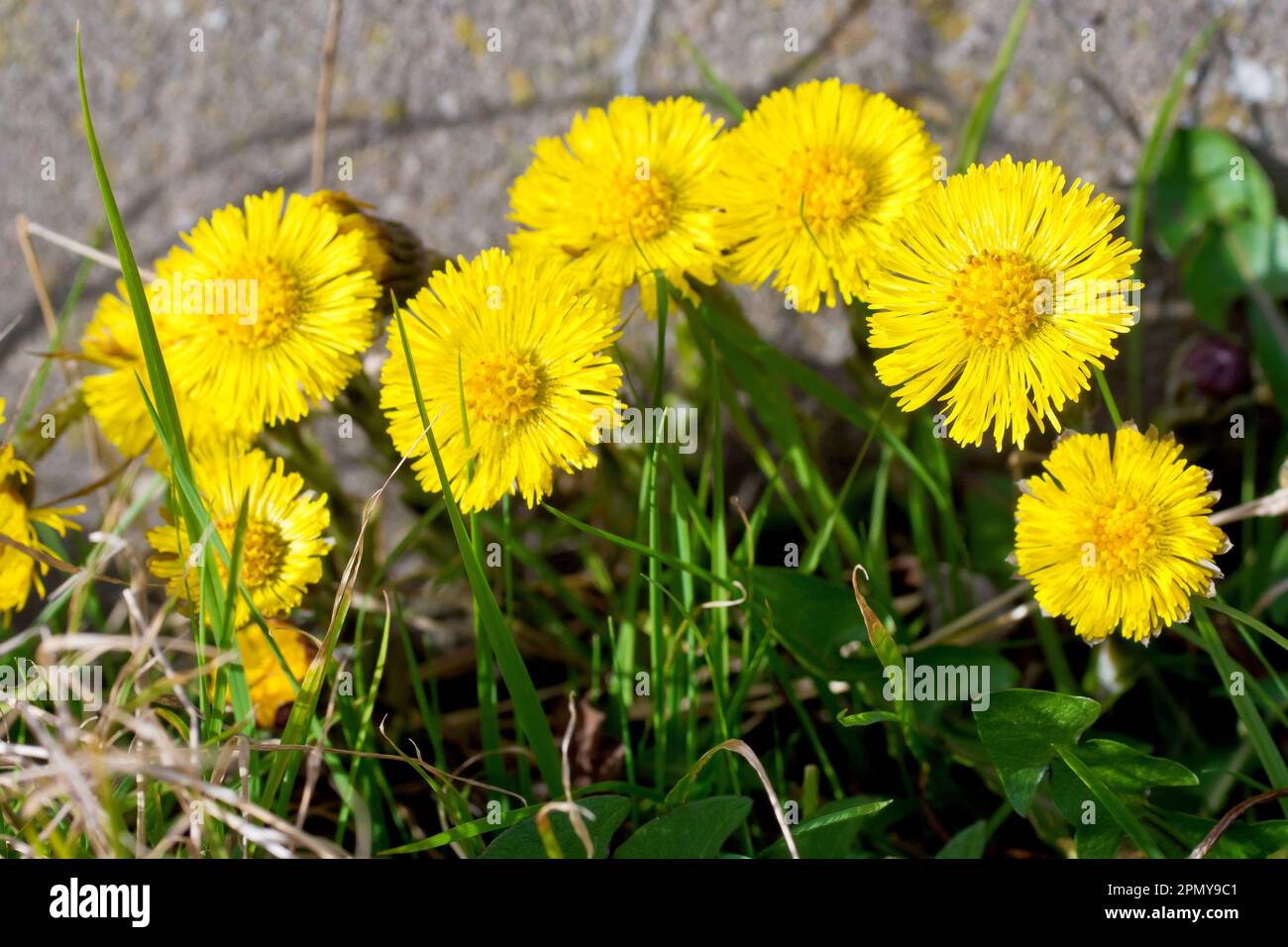 Early spring flowers hi-res stock photography and images - Alamy
