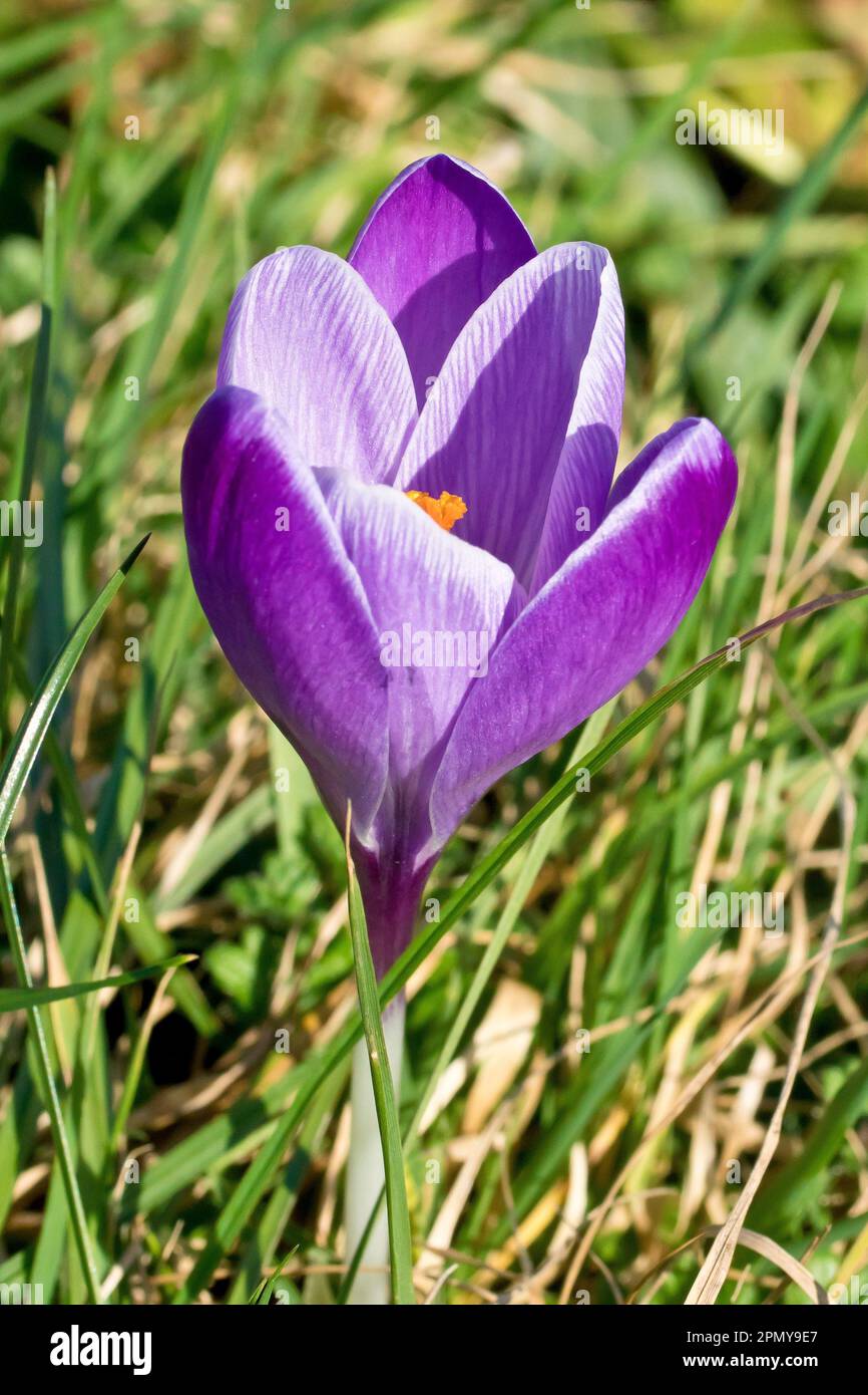 Crocus flower history hi-res stock photography and images - Alamy