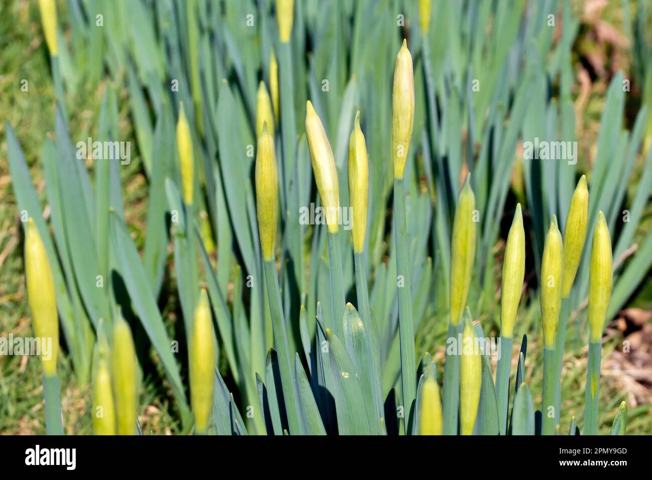 Daffodil (narcissus), close up of a cluster of unopened flower buds of ...