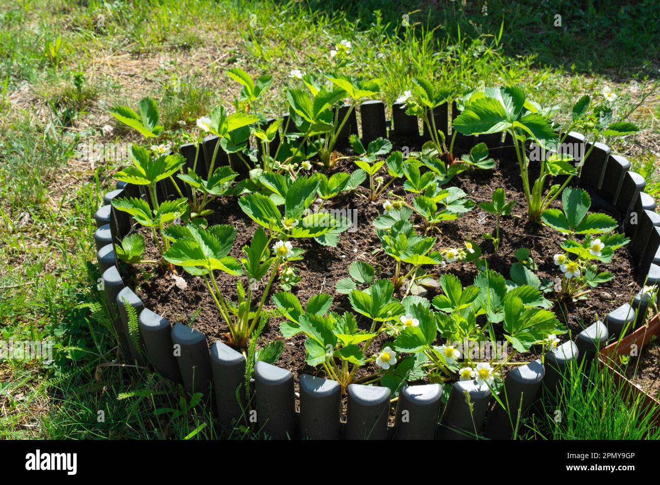 Flowering of strawberry sprouts on a round bed in your garden. Eco ...