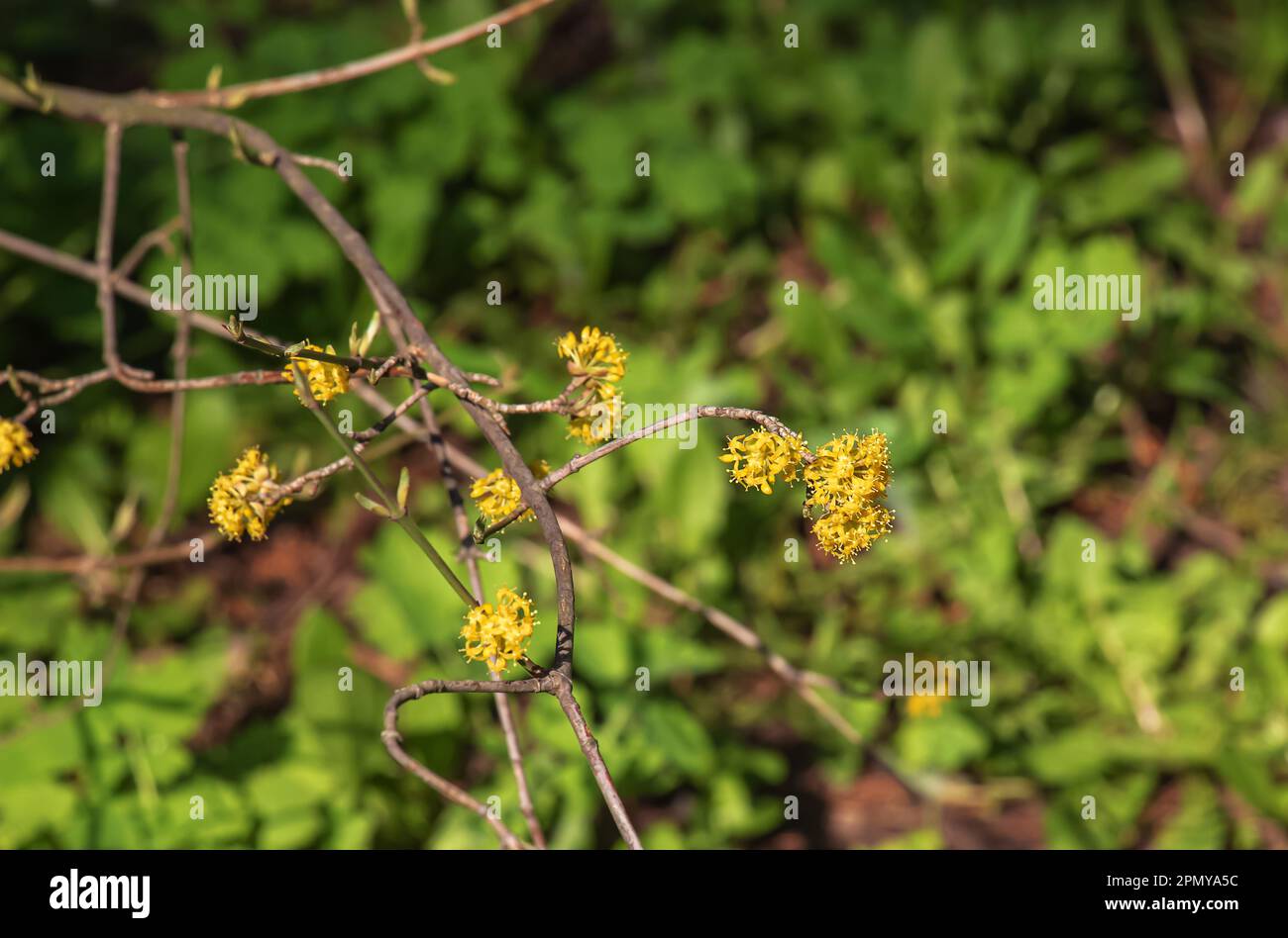 Branches with flowers of common dogwood Cornus mas L in early spring ...