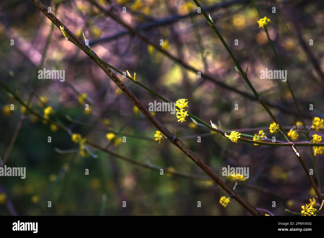 Branches with flowers of common dogwood Cornus mas L in early spring ...