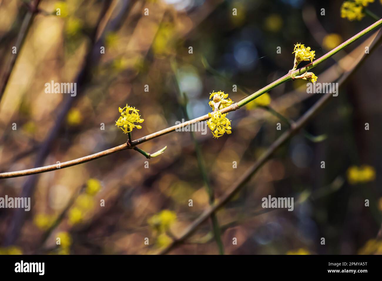 Branches with flowers of common dogwood Cornus mas L in early spring ...