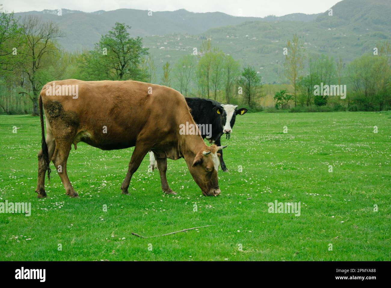Cows raised for Eid-al-Adha graze in the pasture. Group of cows or ...