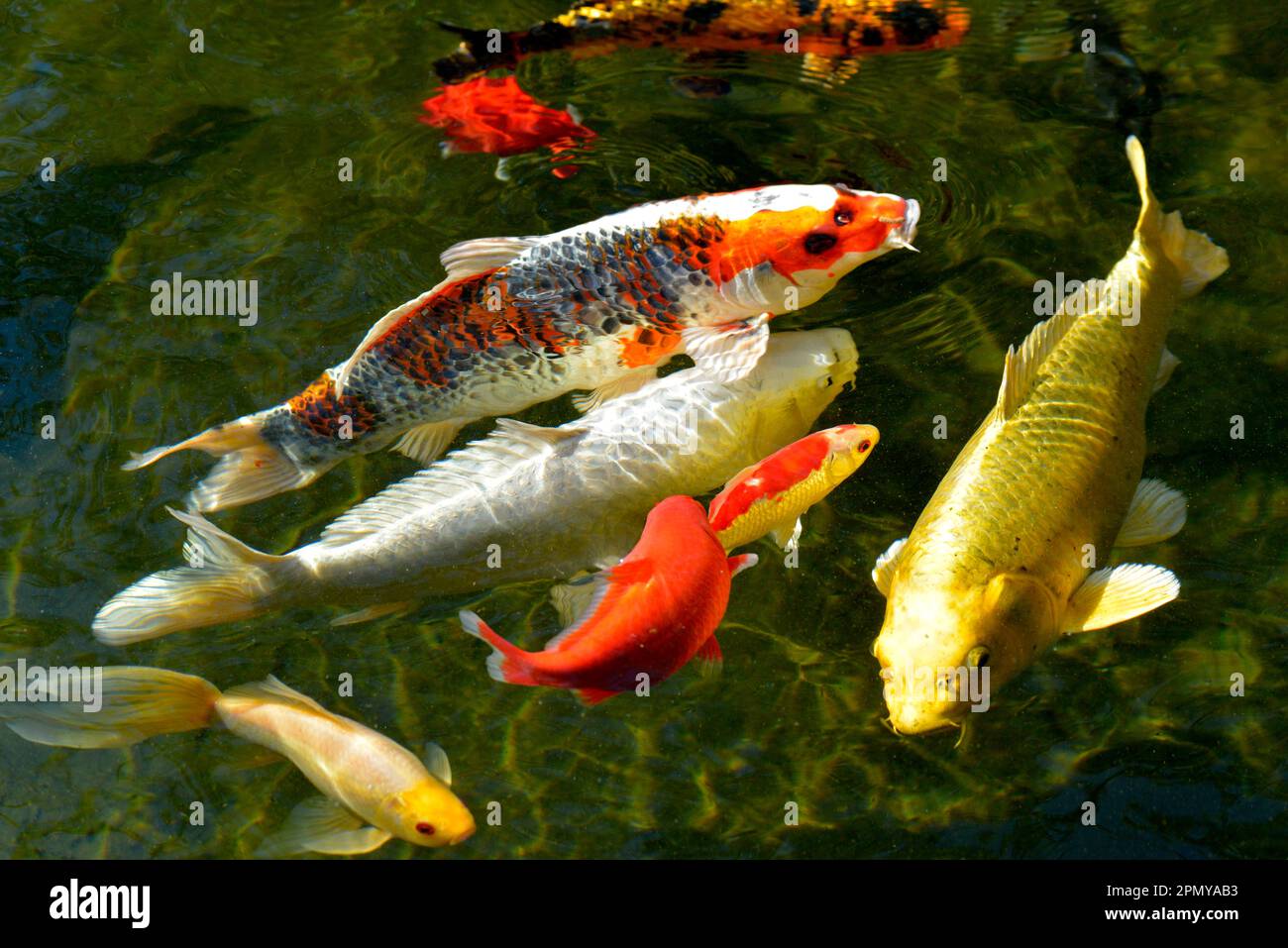 Many koi carp (Cyprinus) multicolor in surface of the water and duck in ...
