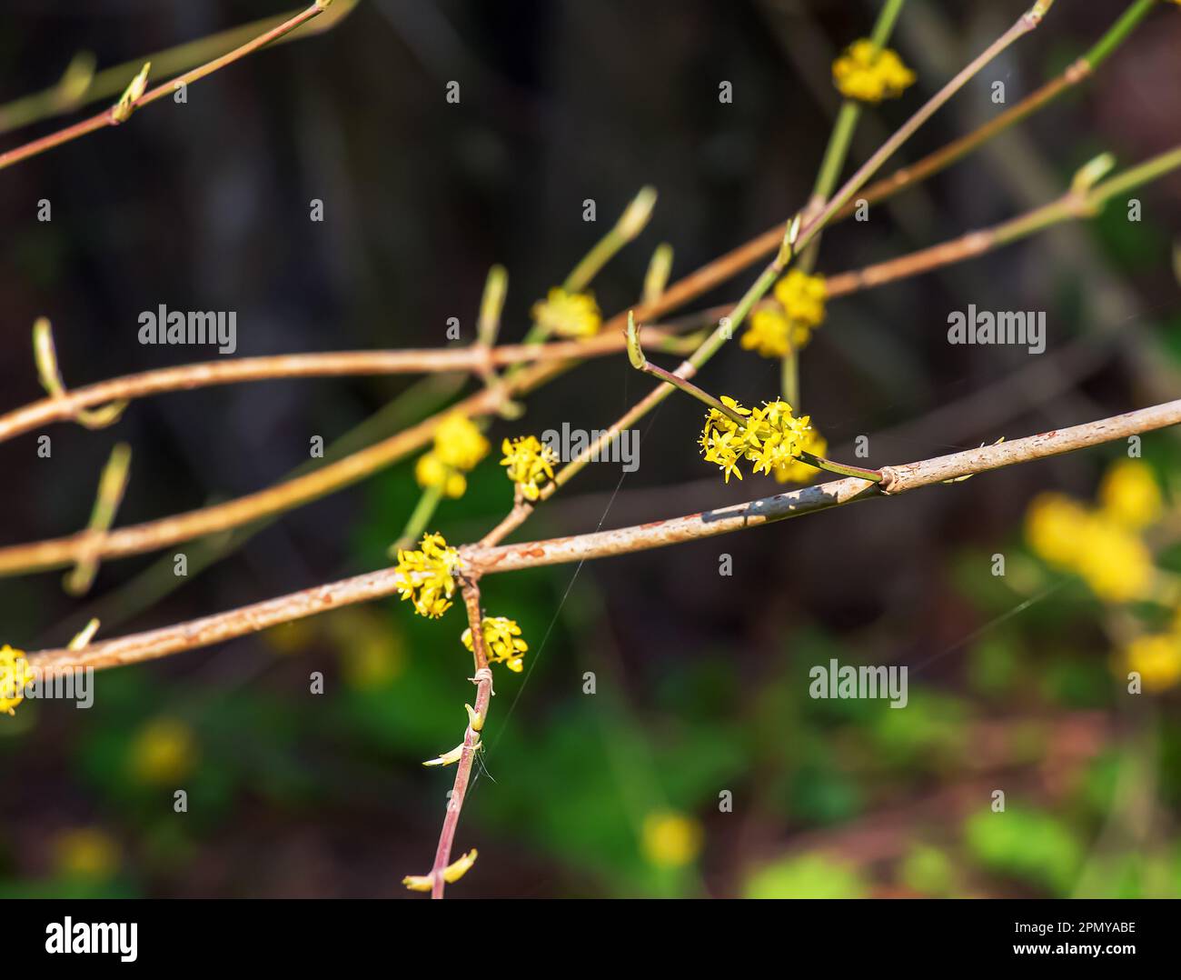 Branches with flowers of common dogwood Cornus mas L in early spring ...