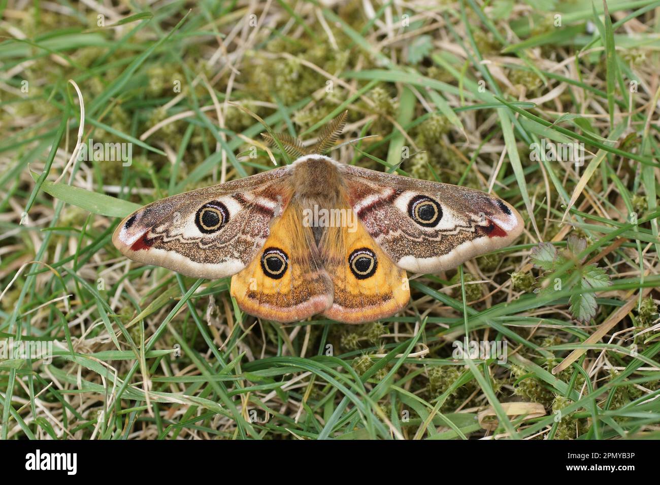 Emperor moth hi-res stock photography and images - Alamy