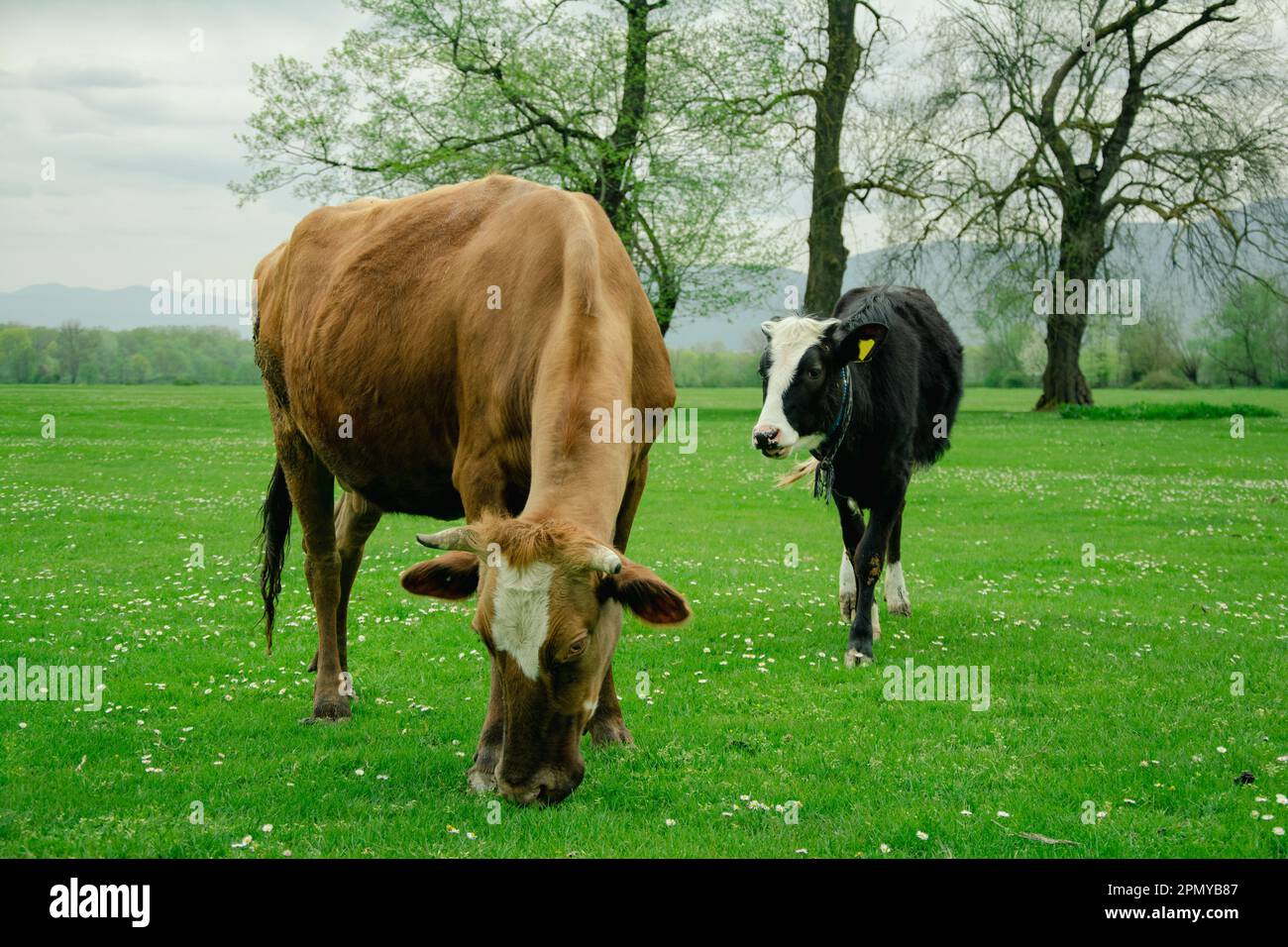 Cows raised for Eid-al-Adha graze in the pasture. Group of cows or ...