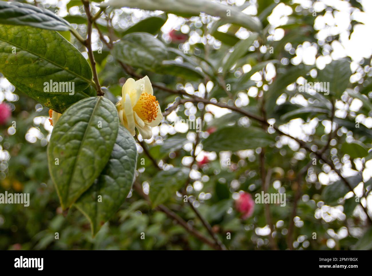 Golden camellia hi-res stock photography and images - Alamy