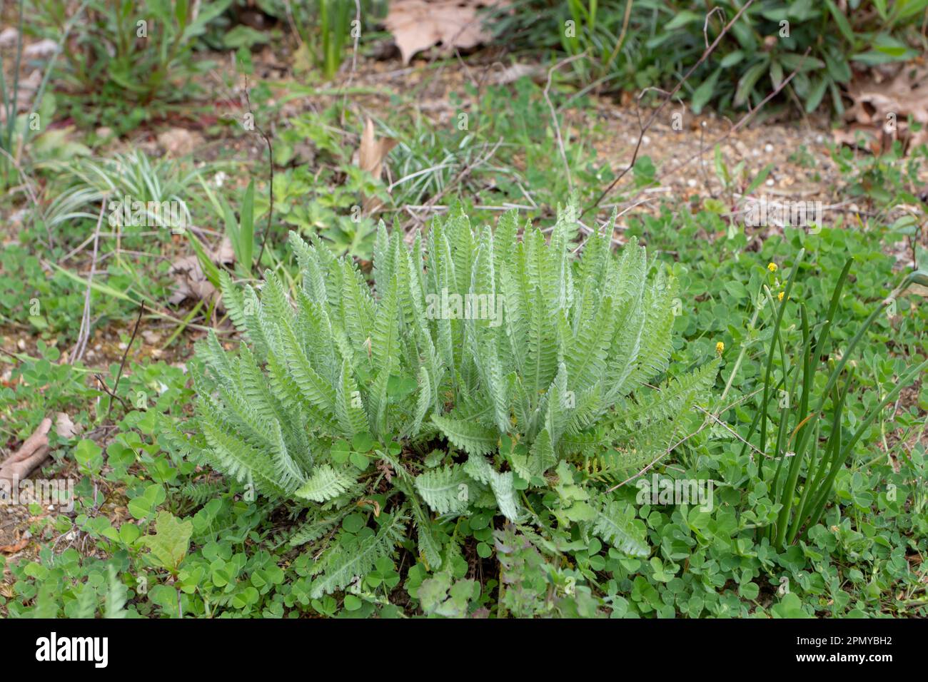 Achillea millefolium or yarrow feathery leaves in the spring Stock ...