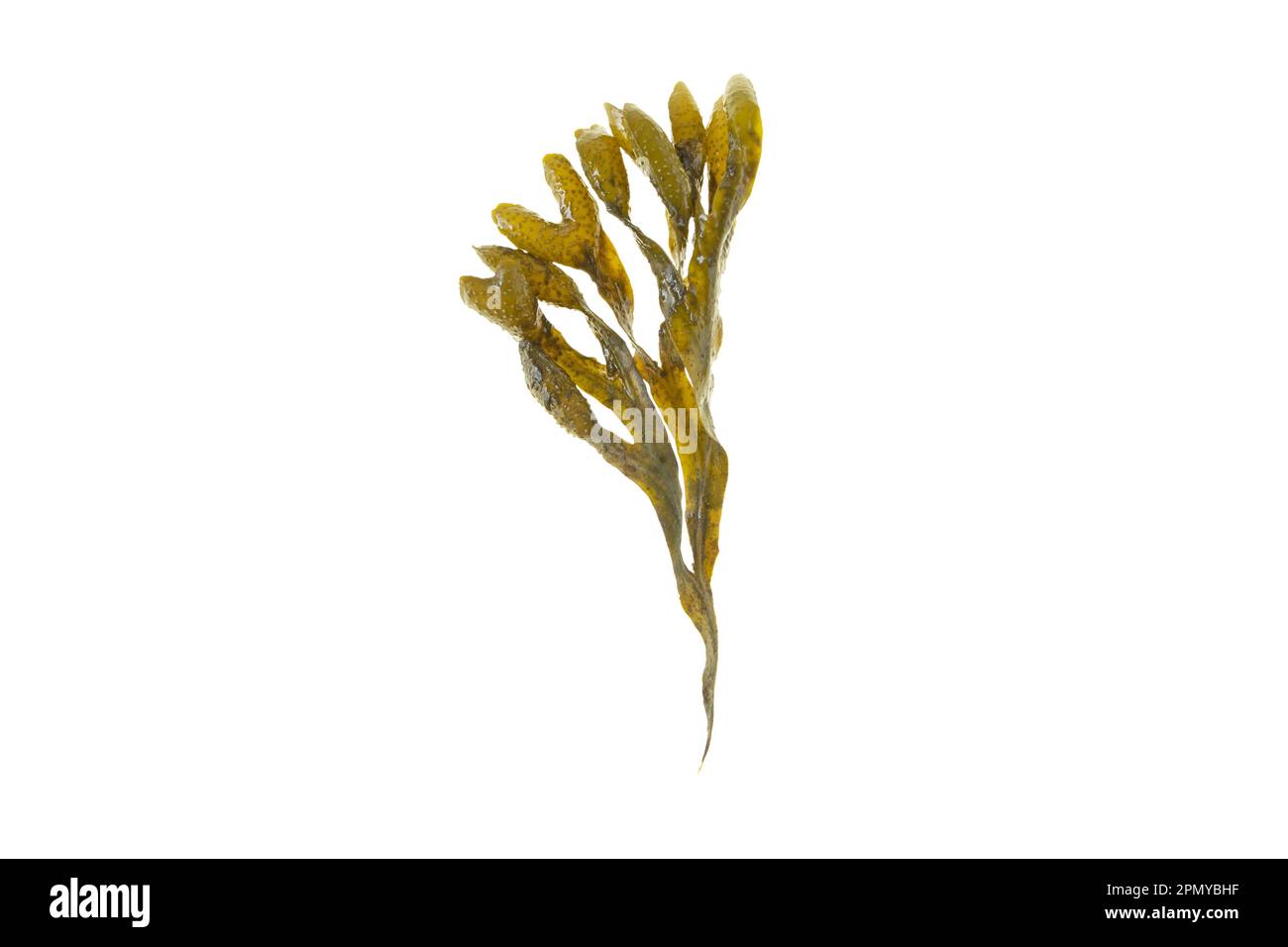 Fucus vesiculosus alga algae rock hi-res stock photography and images ...