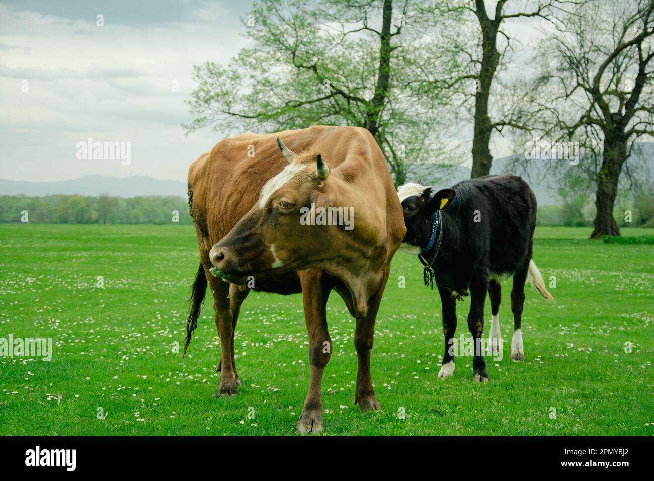 Cows raised for Eid-al-Adha graze in the pasture. Group of cows or ...