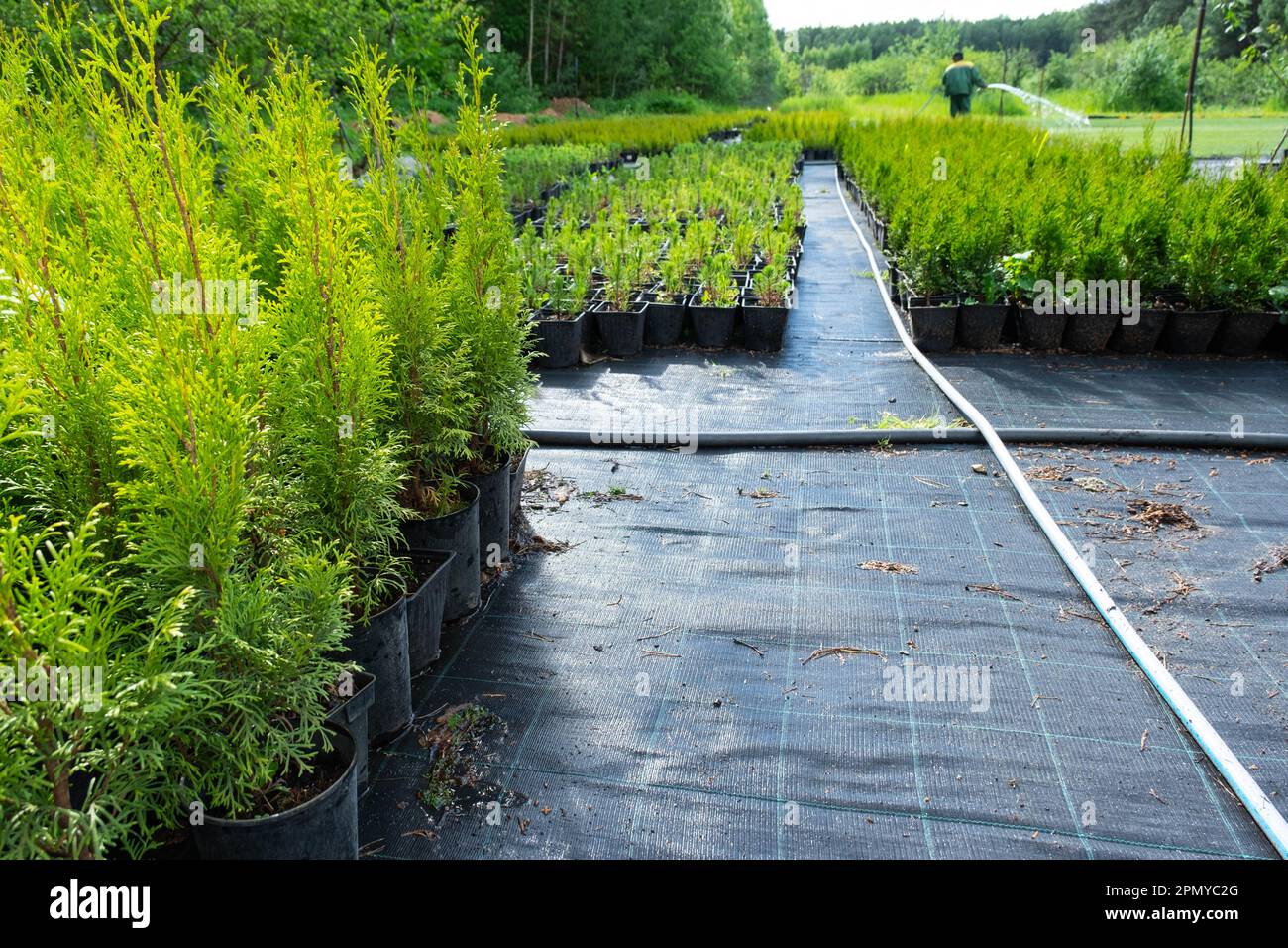 Nursery of coniferous plants in pots with a closed root for planting on ...