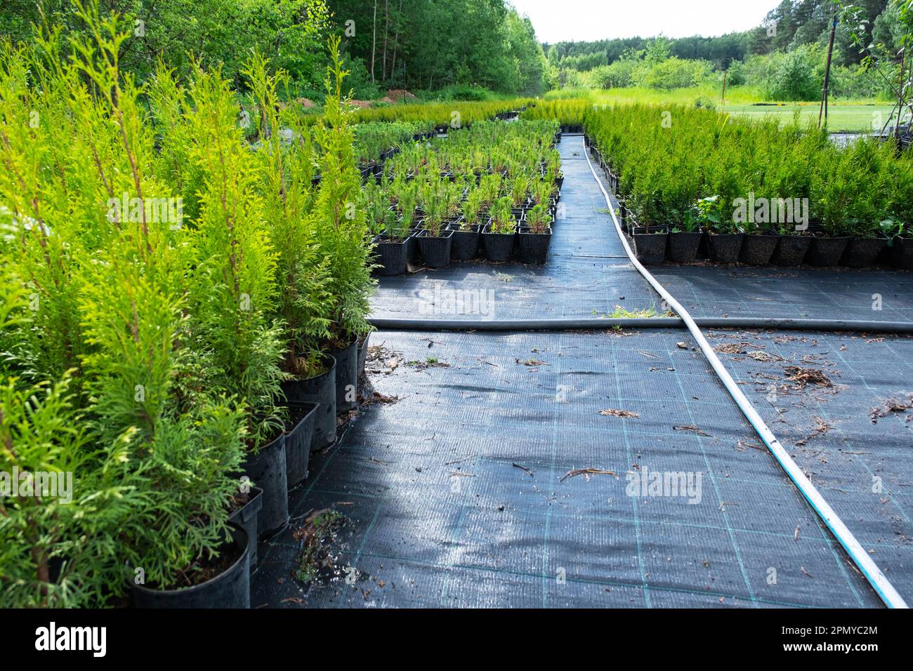 Nursery of coniferous plants in pots with a closed root for planting on ...