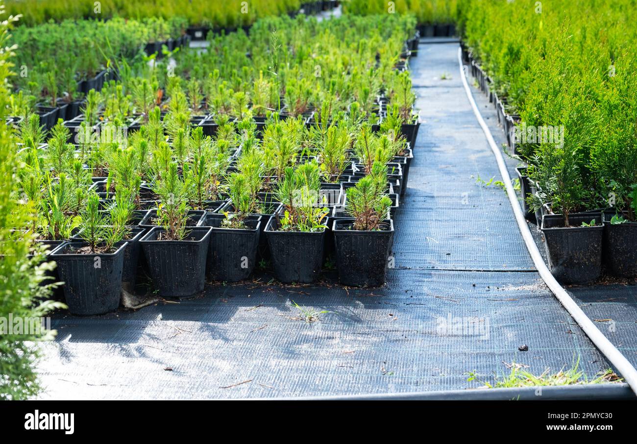 Nursery of coniferous plants in pots with a closed root for planting on ...